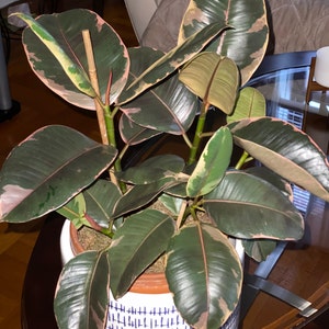 Ficus Decora RUBY Ficus Elastica Rubber Plant Live House - Etsy