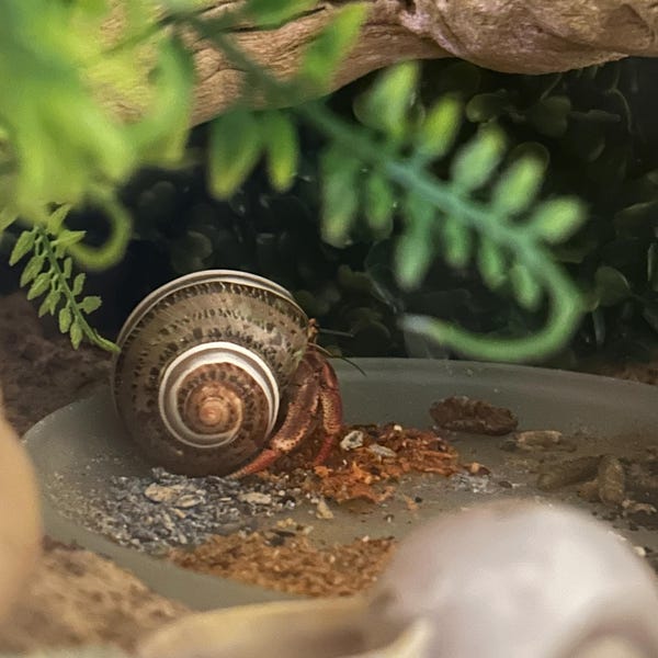 Stunning Polished Paua Abalone Shell (new Zealand) 5" Smudging Beach ...