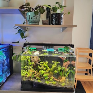 1 Bucephalandra Micro Live Aquarium Plants Free S/h Live Aquatic Plants ...