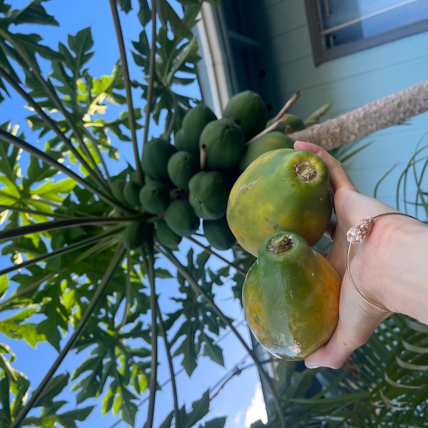 Custom Gold Hawaiian Shell Bangle, Shell Bangles, Made in Hawaii, Gifts ...