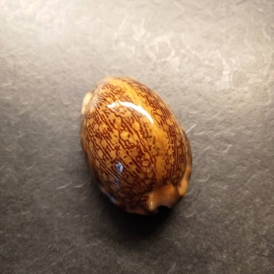 White Margined Sole Synaptura Marginata Fish Taxidermy Oddities - Etsy