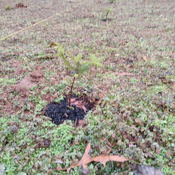 6+ Red Spruce Tree Seedlings From Maine - Etsy