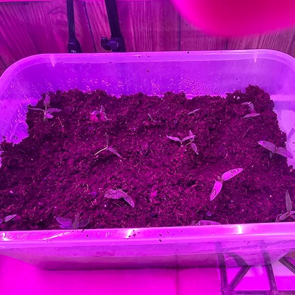 SEEDS Aji Dulce Puerto Rico Sweet Pepper | 75 Heirloom Seeds | Capsicum ...