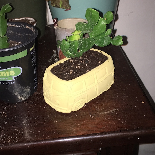 Mini Nopalea Cochenillifera ‘cochineal Nopal’ Green Cactus Rare ...