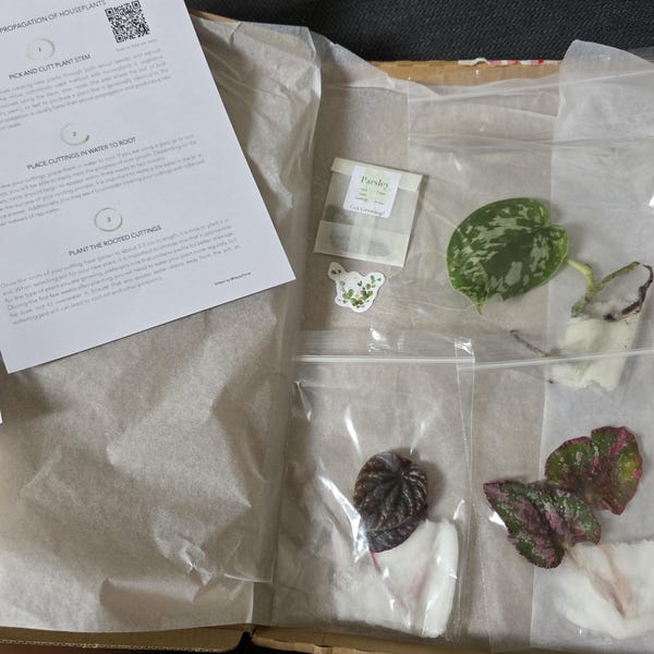 Eco Gift Tags | Daisy Pressed Plant | Live Plant | Organic ...