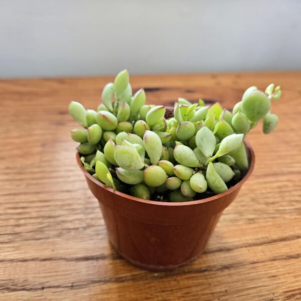 Cotyledon Pendens, Trailing Succulent, Small Live Plant in 2", 4", 6 ...