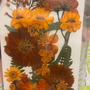 Glass Dome Dried Flowers Glass Dome Preserved Flowers Dried - Etsy