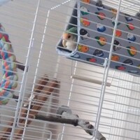 Cockatiel Bird Snuggle Hut, Sleepy Hut, Bird Tent, Bird Bedding, Plush ...