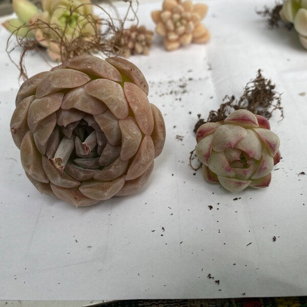 Rare Succulent - Echeveria Maigan Hybrid (mini Plant) - Etsy
