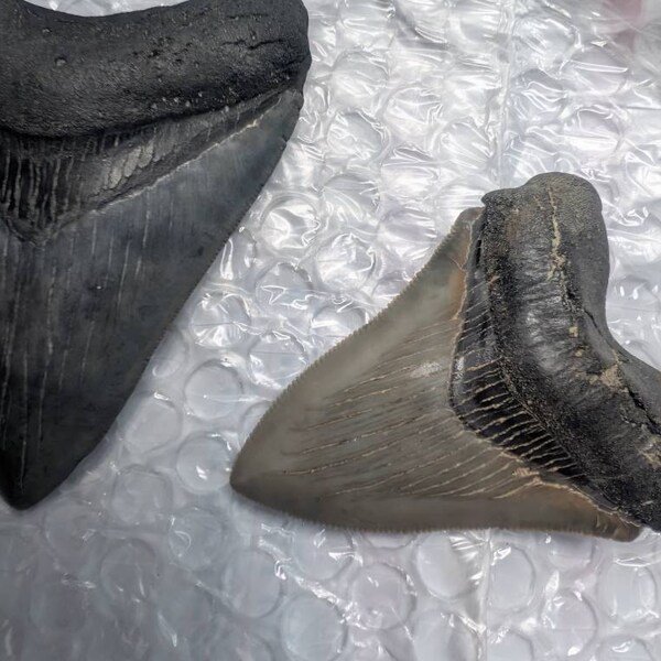 10 Crow Shark or Squalicorax Teeth From the Creatacous Era - Etsy