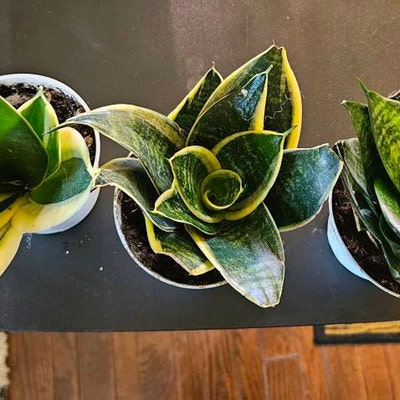 3 Plant Bundle variegated Ivy in 4 Inch Pot Similar to Picture - Etsy