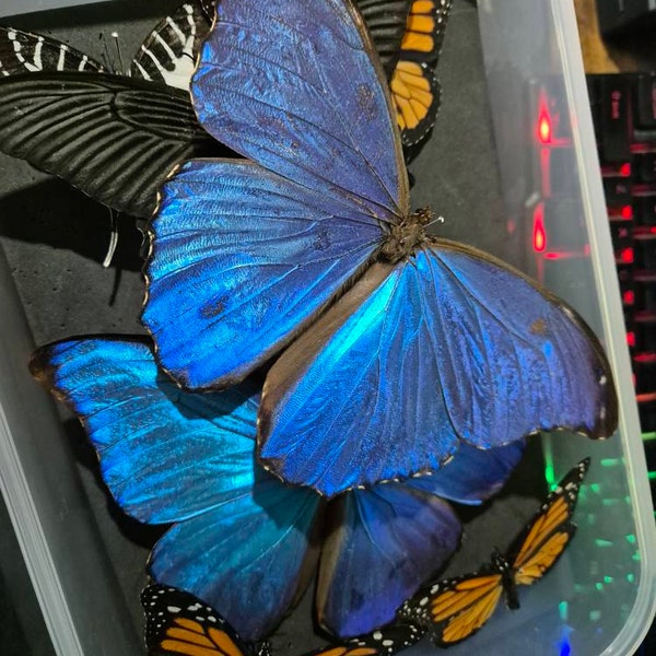 The GIANT Centipede scolopendra Subspinipes Framed & Mounted Arachnid ...