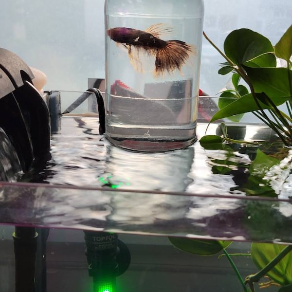 Aquarium Inverted Tank Holder / Betta Penthouse Option of Jar - Etsy