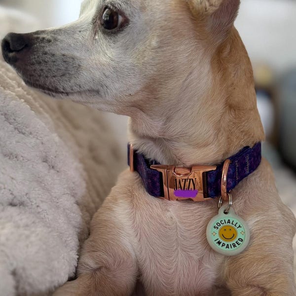 Cute Daisy Flower Dog Tag • Girl Dog Tag for Pets Personalized • Silent ...