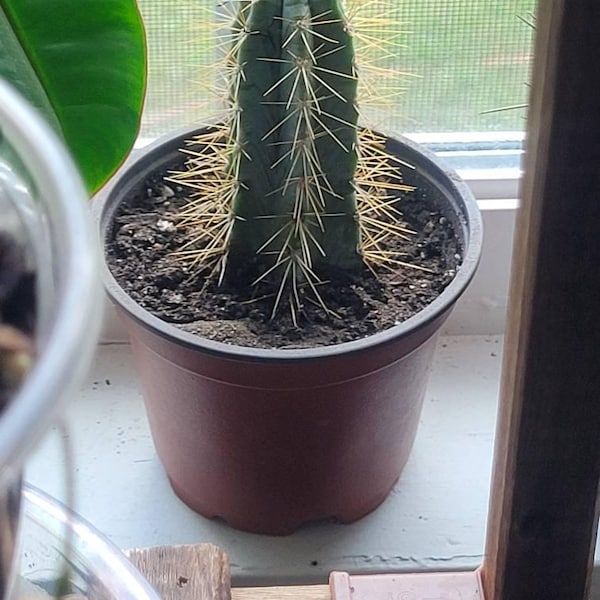 Aloe Ghost - Aloe Striata Hybrid 'ghost Aloe' Beautiful Real Aloe Plant ...