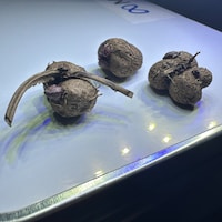 2 Packs of 20 Seeds Each kadam Tree see Description Attracts ...