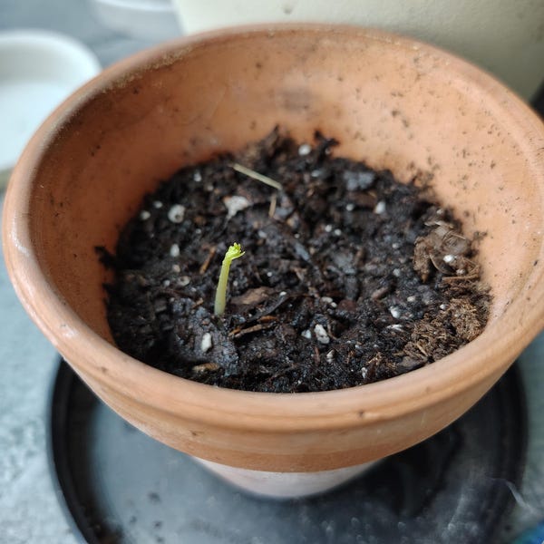 Moringa Oleifera Seeds - Drumstick Seeds - Malunggay Seeds - Miracle ...