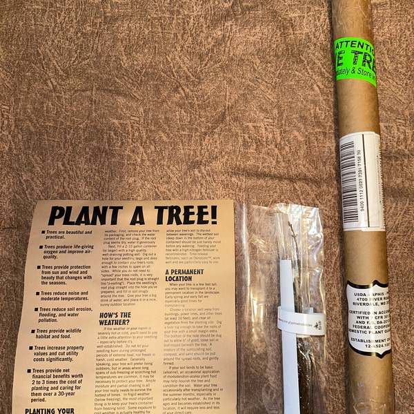 Giant Sequoia Tree Seed Grow Kit the Jonsteen Company - Etsy