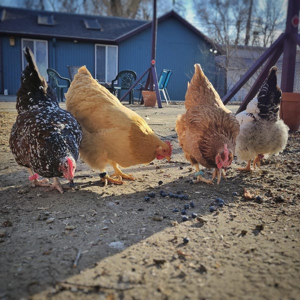 Chicken/bird Foot Tags - Etsy