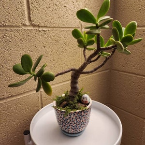 Terracotta Pot Zoi Assorted Plate - Etsy