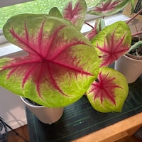 Live Angel Wing Begonia medora Starter Plant USA SELLER - Etsy