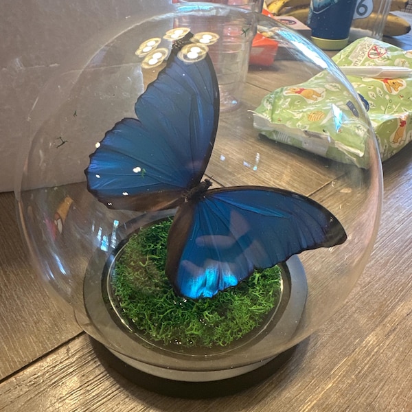 Preserved Blue Morpho Menelaus Butterfly in Glass Dome - Etsy