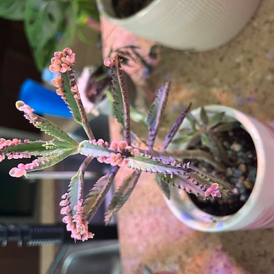 Variegated Baby Sun Rose Ice Plant Pink Succulent Rare - Etsy