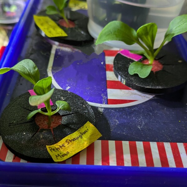 20 Japanese Good Luck F1 Burpless Cucumber Seeds Heat Tolerant High ...