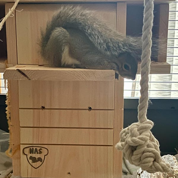 Squirrel Nest Box-wildlife Rehab Approved- Predator Resistant Squirrel ...