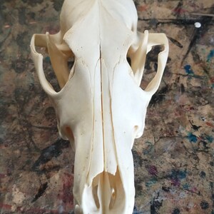 20 Real Deer Dew Claws Hooves Foot Native American Beads Art | Etsy