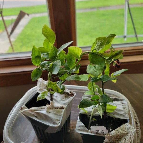 Biblical Myrtle Herb Plant - Myrtus - Ancient Herb - 4.5" Pot - Topiary ...