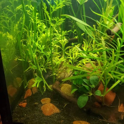 BUY 2 GET 1 FREE Water Sprite water Fern, Indian Ferneasy Live Aquarium ...