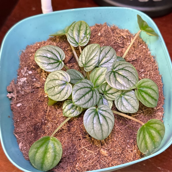 Peperomia Moonlight Starter Plant (ALL STARTER PLANTS Require You to ...