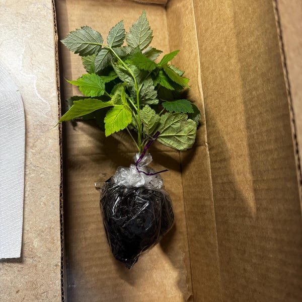 Fall Gold Raspberry Starter Plant Sweet Raspberries Yellow Berry Fruit ...