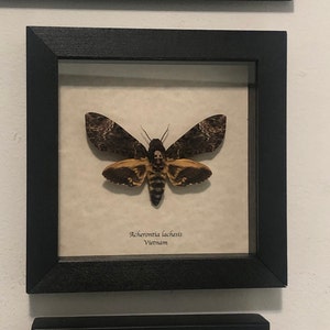Rare Regal Swallowtail butterfly framed Papilio rex | Etsy
