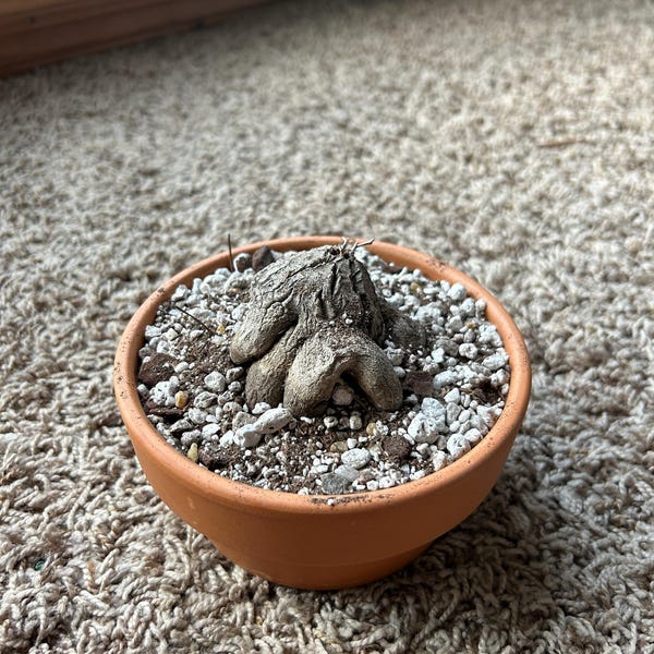 Bulbine Torta, Super Rare Succulent！ - Etsy