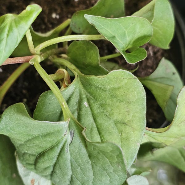 Indian Aster /indian Kalimeris / Malan 马兰头, Chinese Herb, 10 Rooted ...