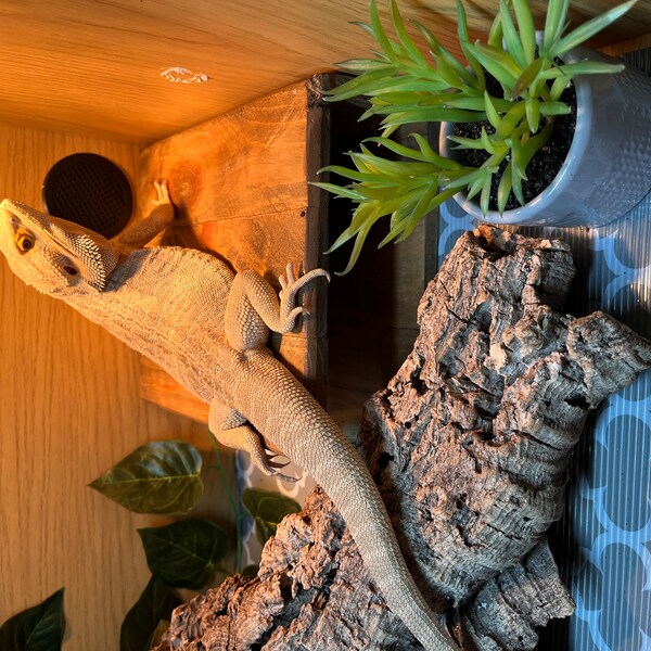 Natural Wooden Reptile Tunnel Hide. Vivarium & Terrarium Decorations ...