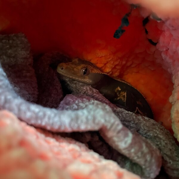 Leopard Gecko Hide, Pumpkin Tank Decor, Crocheted Soft House for Small ...