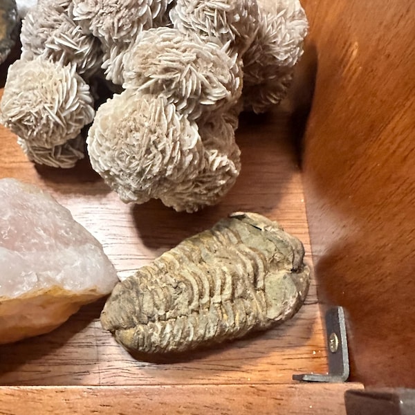 Flash Sale BEAUTIFUL RAINBOW Arizona Petrified Wood Slab Polished both ...