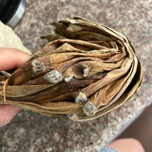 20 Nelumbo Nucifera Seeds Pack Egyptian Bean Sacred Lotus - Etsy