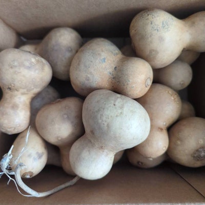 15 Quality Mini Pear Gourds Cleaned and Dried - Etsy