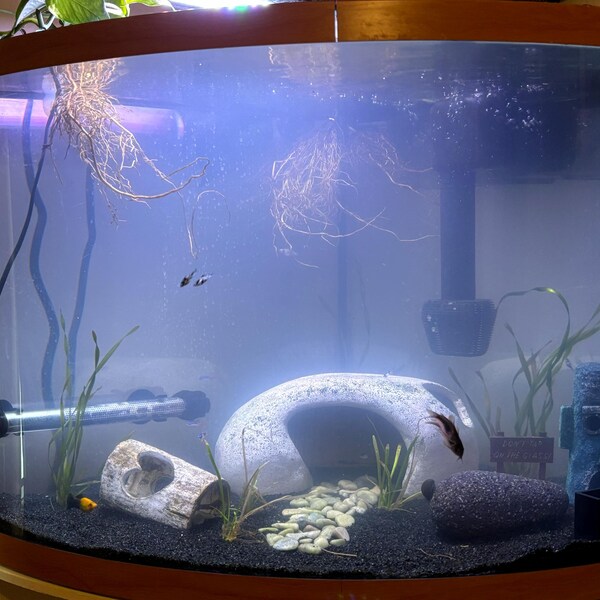 BUY 2 GET 1 FREE Corkscrew Val! (vallisneria Contortionist)-easy Live ...