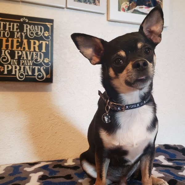 German Shorthaired Pointer Dog Collar, GSP Dog Collar, German ...