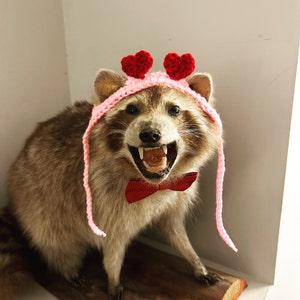 Heart Headband for Cats, Valentine's Day Cat Accessories, Cat Photo ...