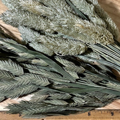 50 Stems Dried Wheat Grass Bundlenatural Wheat Bouquetwhite - Etsy