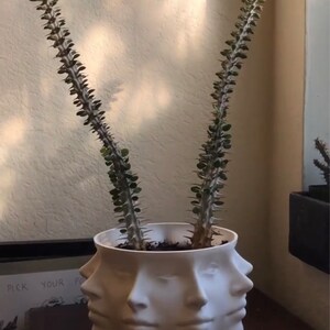 False Ocotillo 2 Plants, Fully Rooted, Procera, Drought Resistant ...