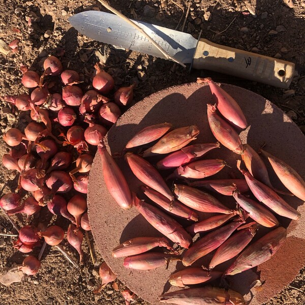RODERIQUE FRENCH SHALLOT Sets - Non-gmo Bulbs, Garden Seed Shallots ...