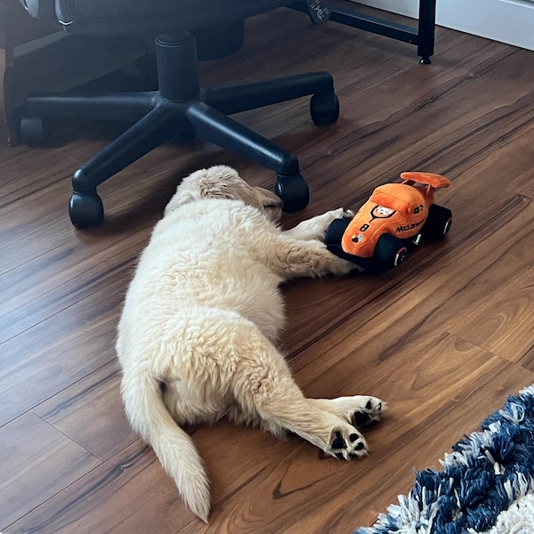 Formula 1 Parody Plush Dog Toy Car: Red Bull Themed Squeaky Toy - Etsy