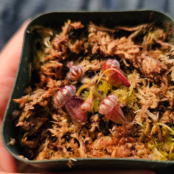 Xyris Difformis — Bog Yellow-eyed-grass - Etsy